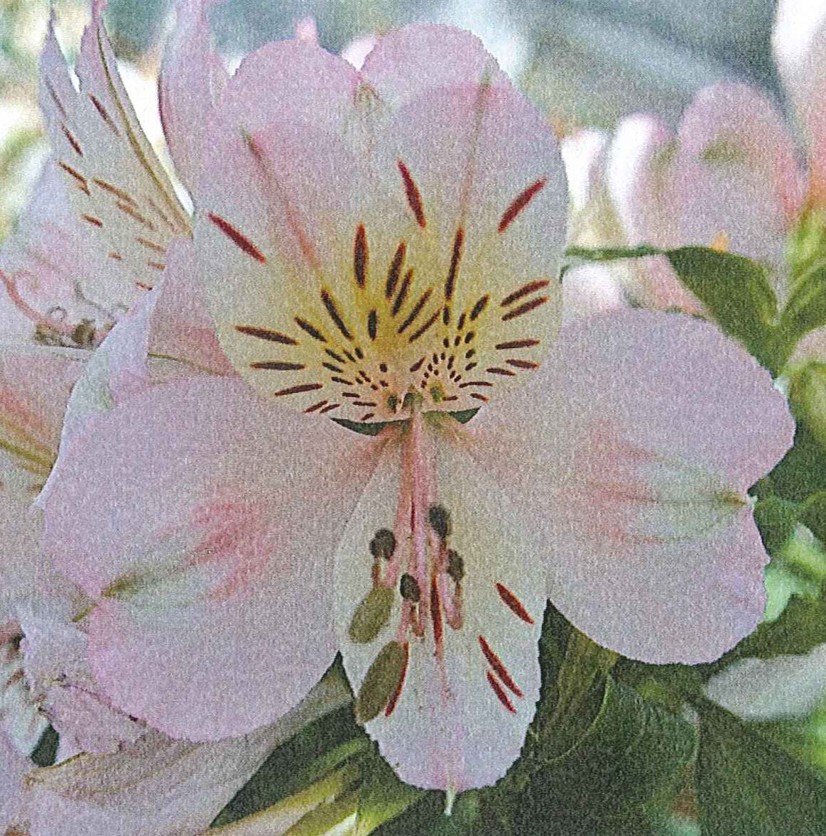 品種登録迅速化総合電子化システム