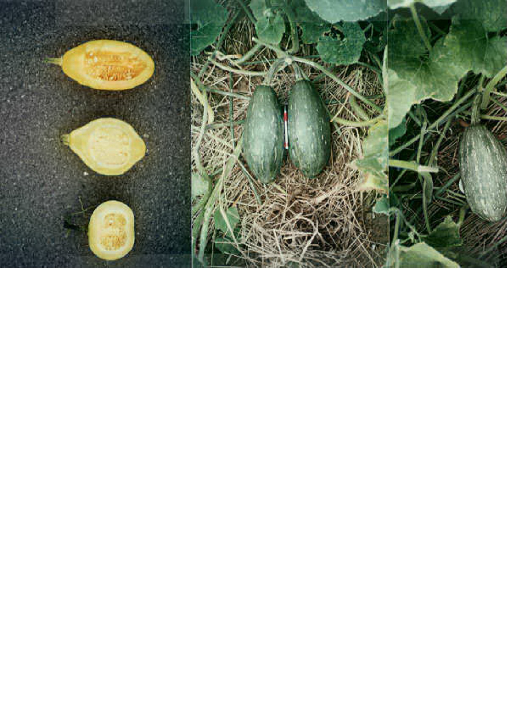 品種登録迅速化総合電子化システム