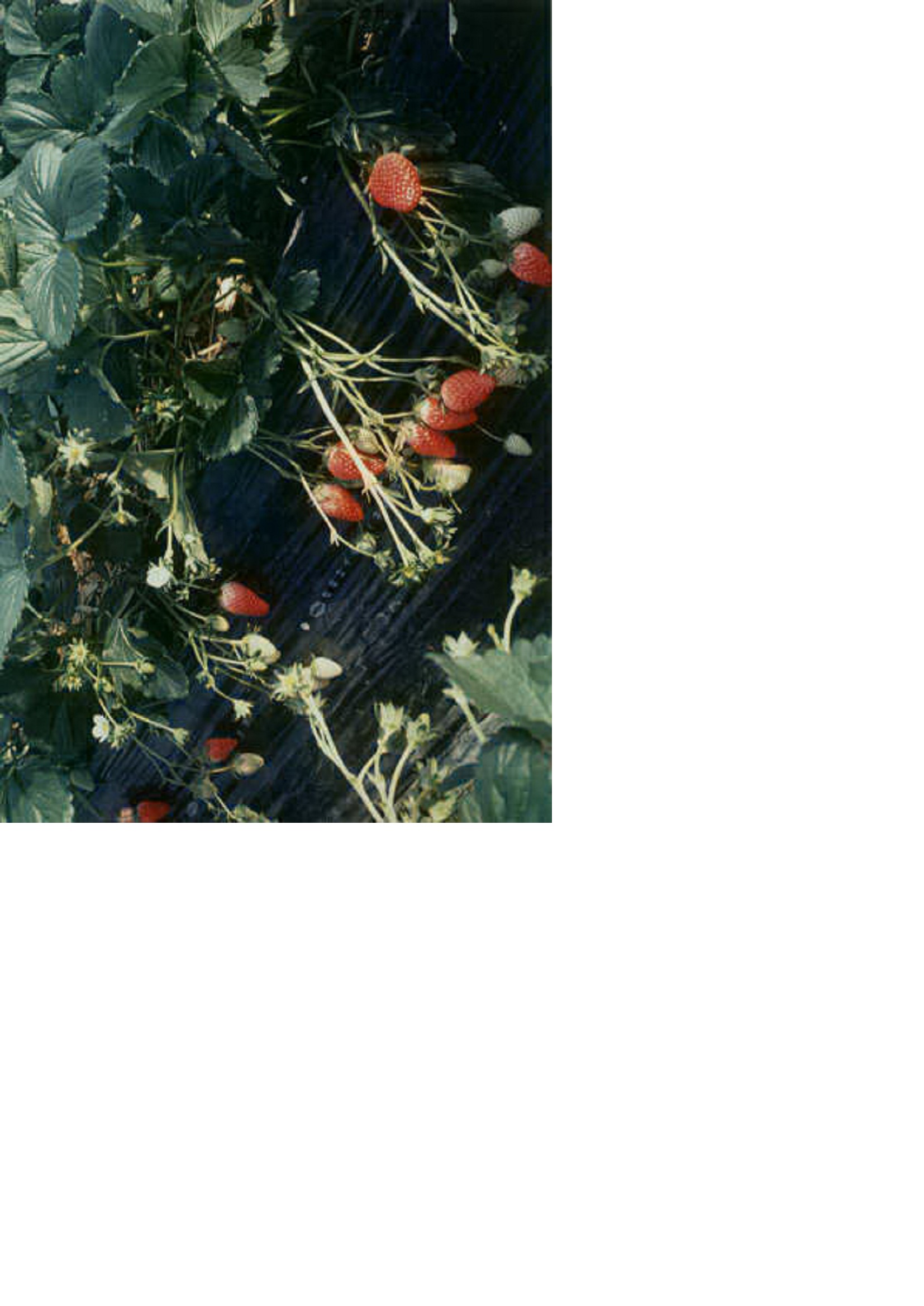 品種登録迅速化総合電子化システム