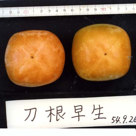 品種登録迅速化総合電子化システム