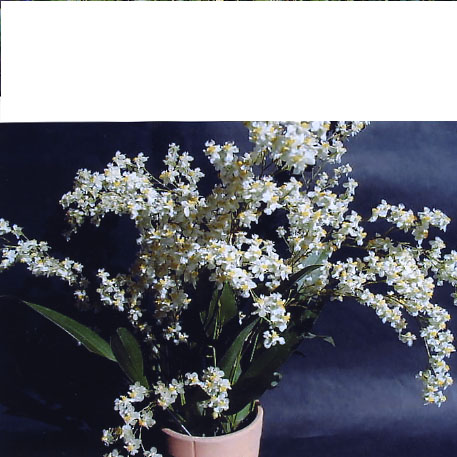 品種登録迅速化総合電子化システム