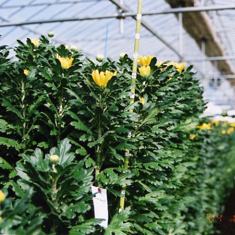 品種登録迅速化総合電子化システム