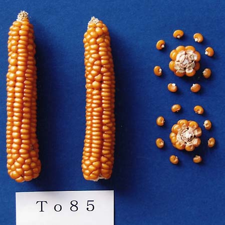 品種登録迅速化総合電子化システム