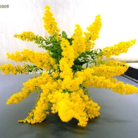 品種登録迅速化総合電子化システム