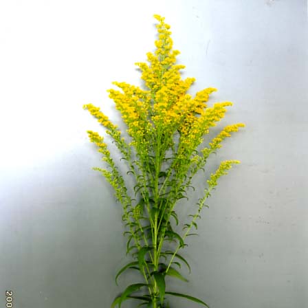 品種登録迅速化総合電子化システム