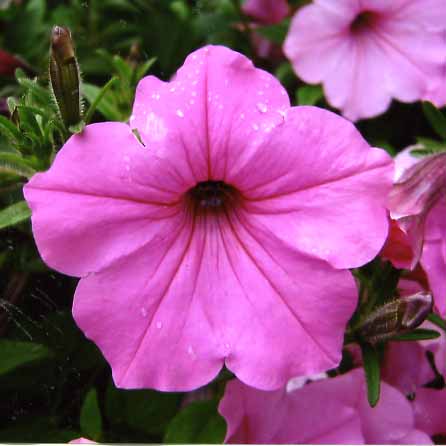 品種登録迅速化総合電子化システム