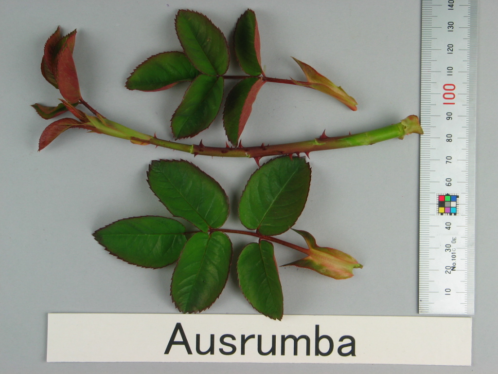 品種登録迅速化総合電子化システム