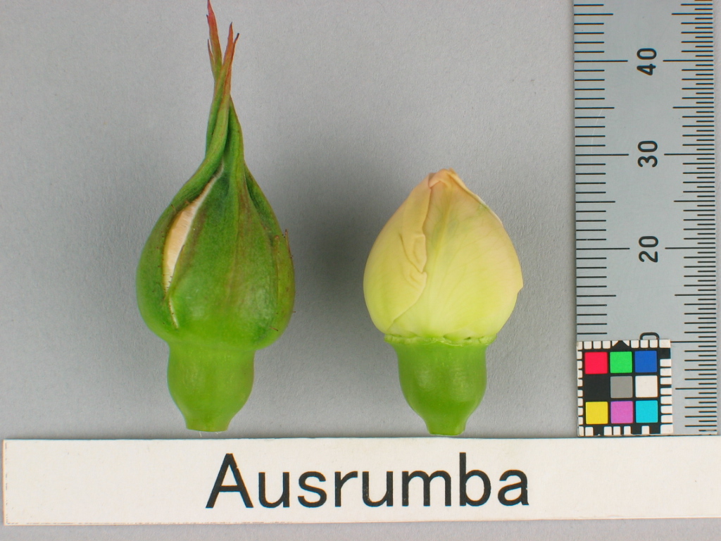 品種登録迅速化総合電子化システム