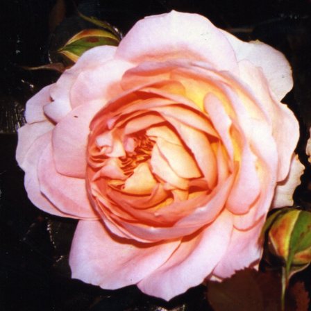 品種登録迅速化総合電子化システム