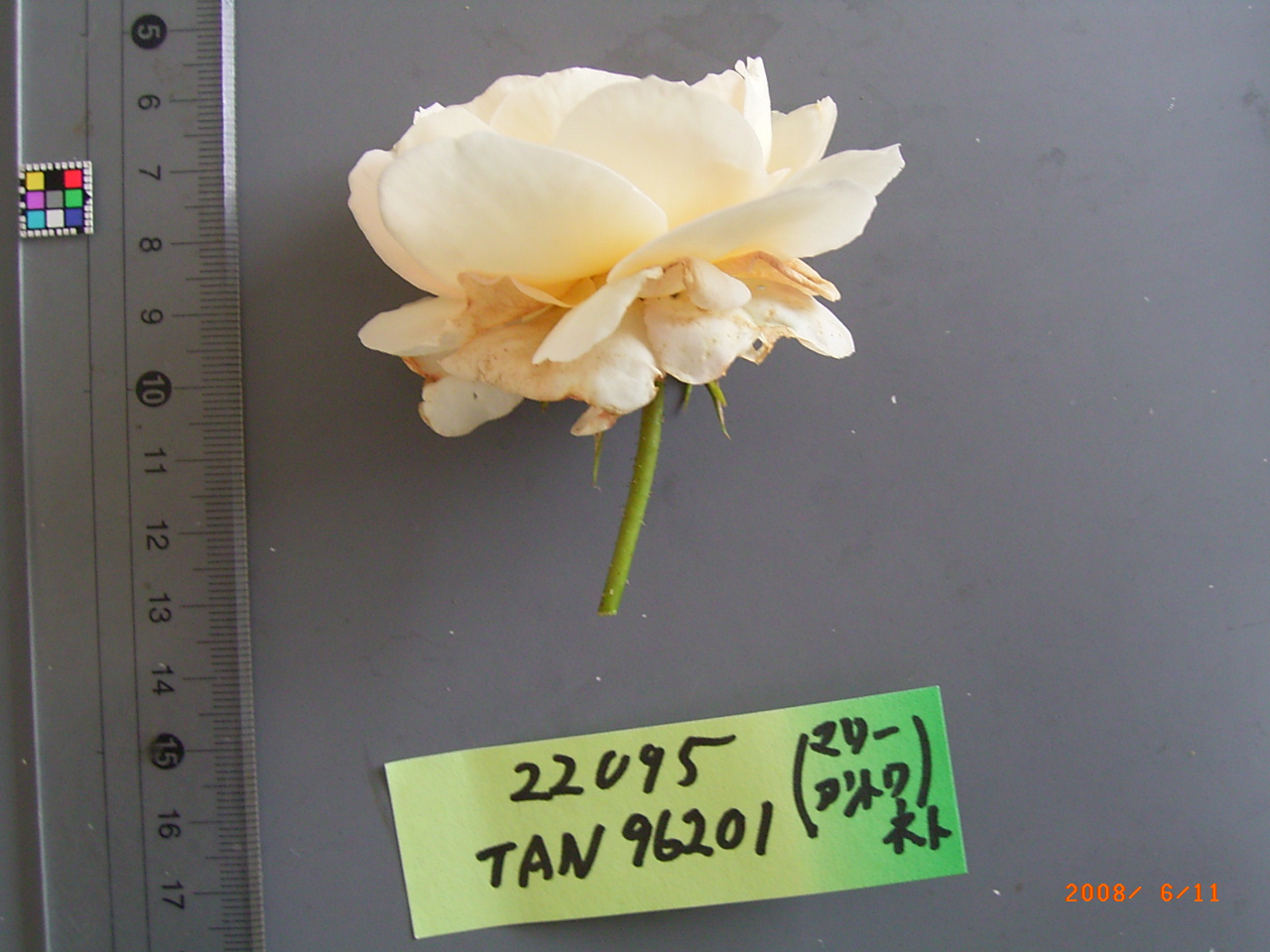 品種登録迅速化総合電子化システム