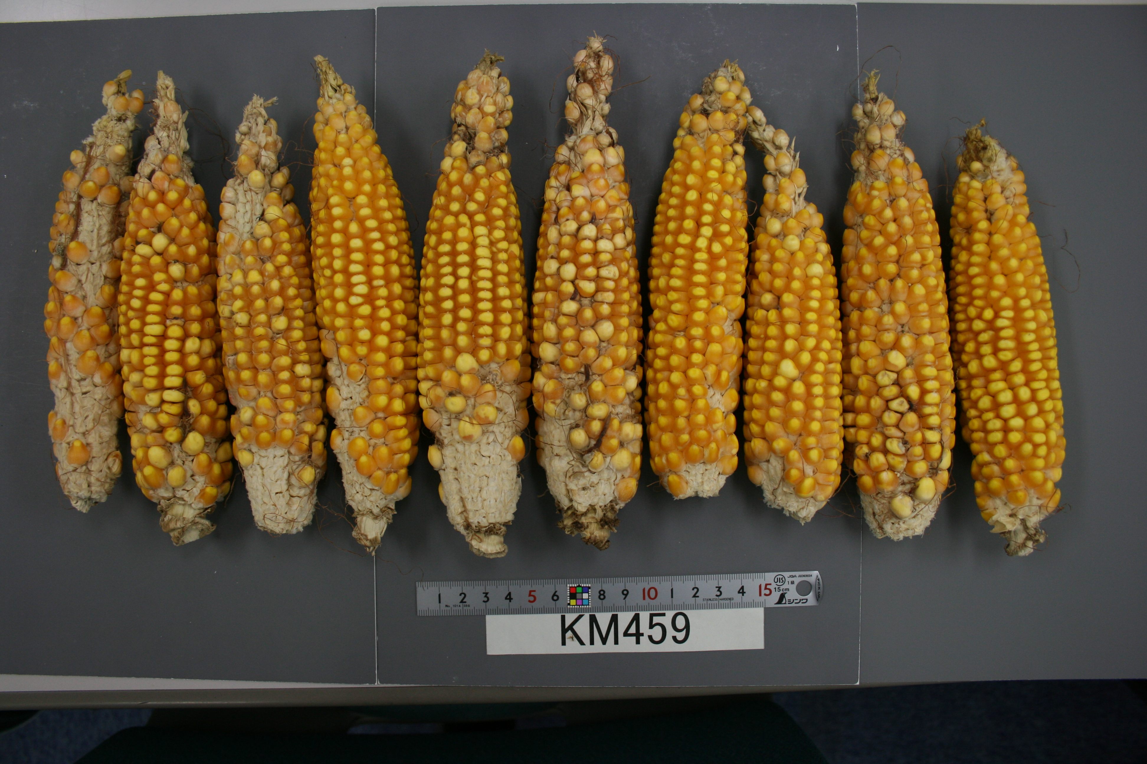 品種登録迅速化総合電子化システム