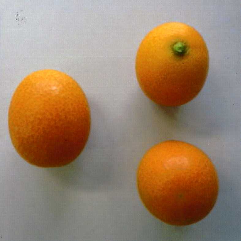 品種登録迅速化総合電子化システム