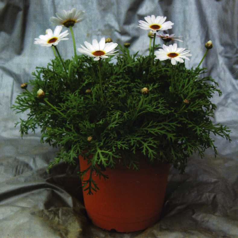 品種登録迅速化総合電子化システム