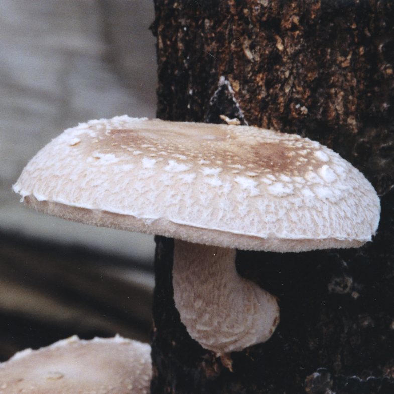 品種登録迅速化総合電子化システム