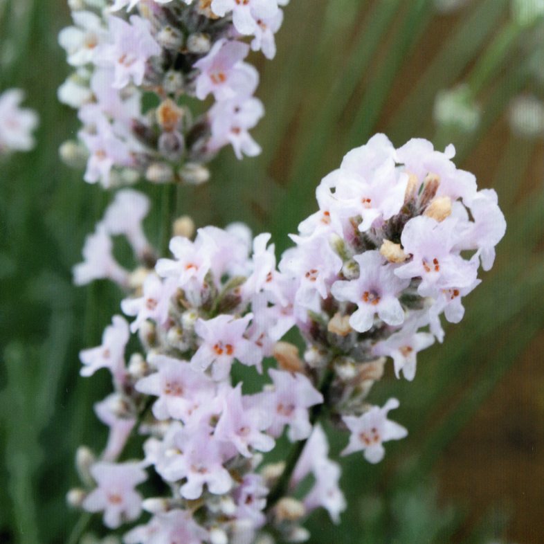 品種登録迅速化総合電子化システム