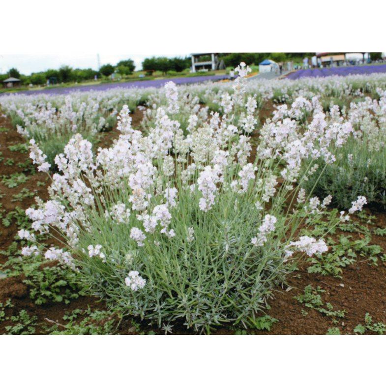 品種登録迅速化総合電子化システム