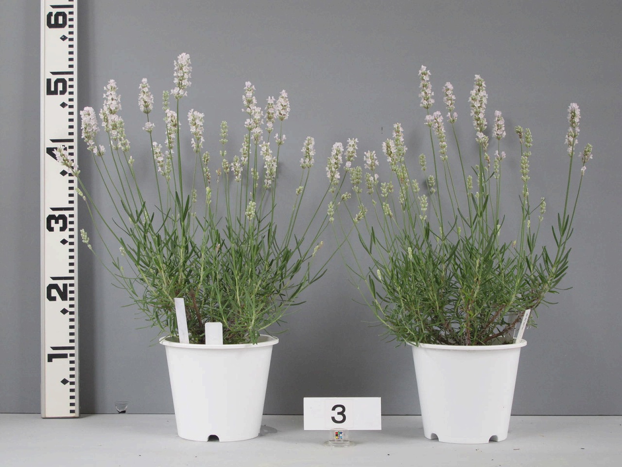 品種登録迅速化総合電子化システム