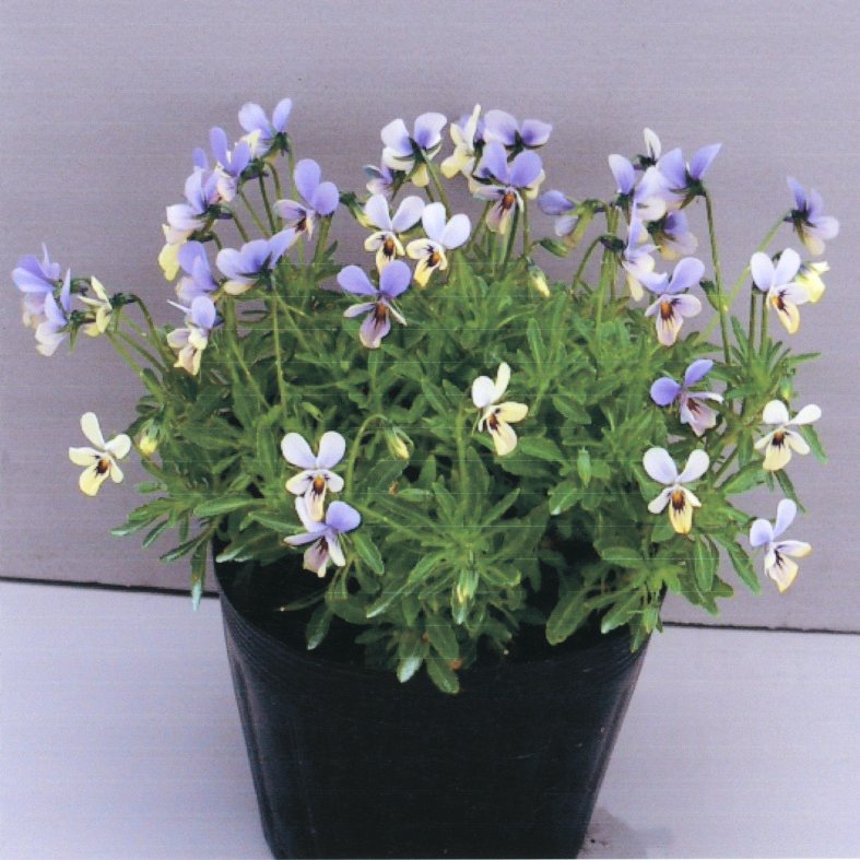 品種登録迅速化総合電子化システム