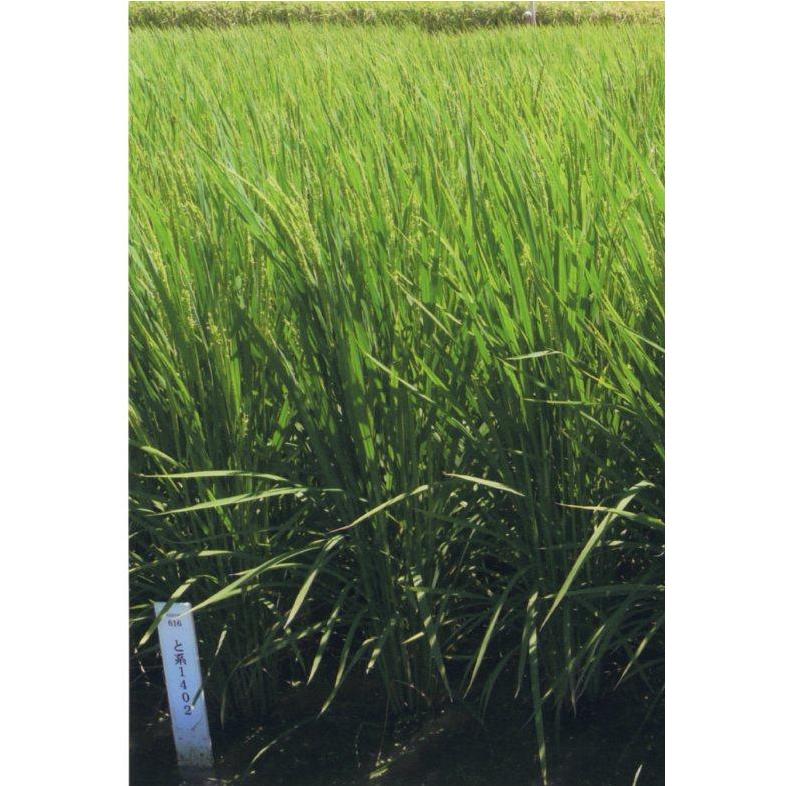 品種登録迅速化総合電子化システム