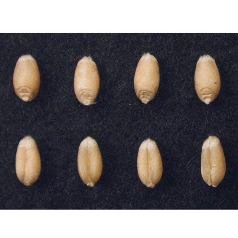 品種登録迅速化総合電子化システム