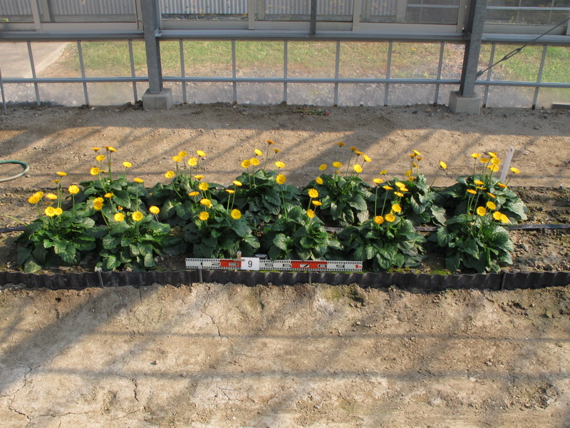 品種登録迅速化総合電子化システム