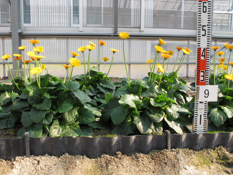 品種登録迅速化総合電子化システム