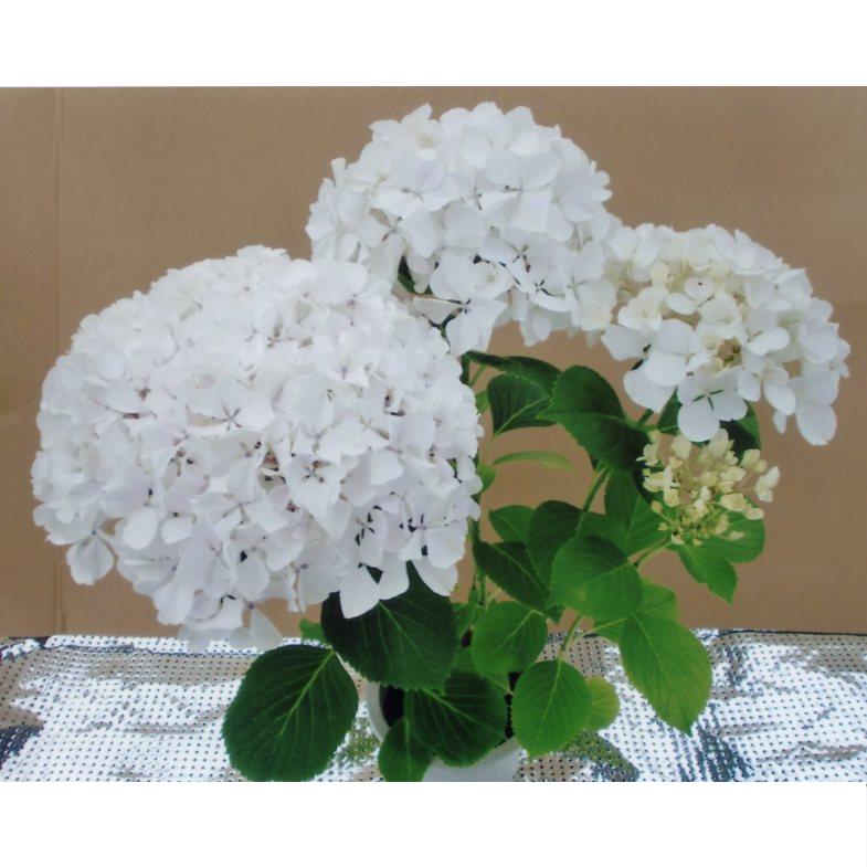 品種登録迅速化総合電子化システム