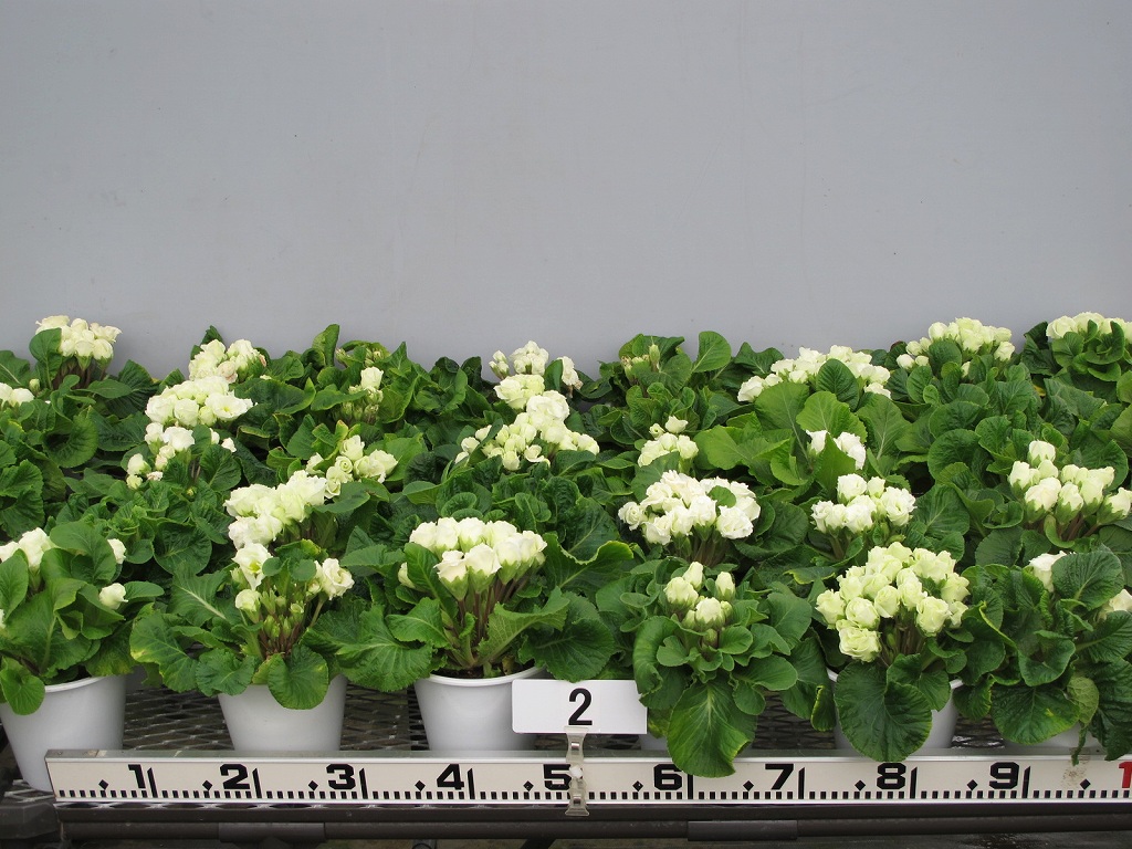 品種登録迅速化総合電子化システム