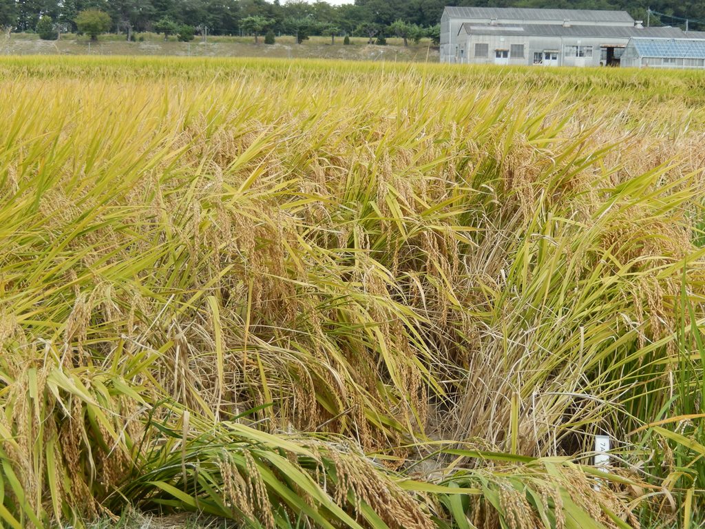 品種登録迅速化総合電子化システム