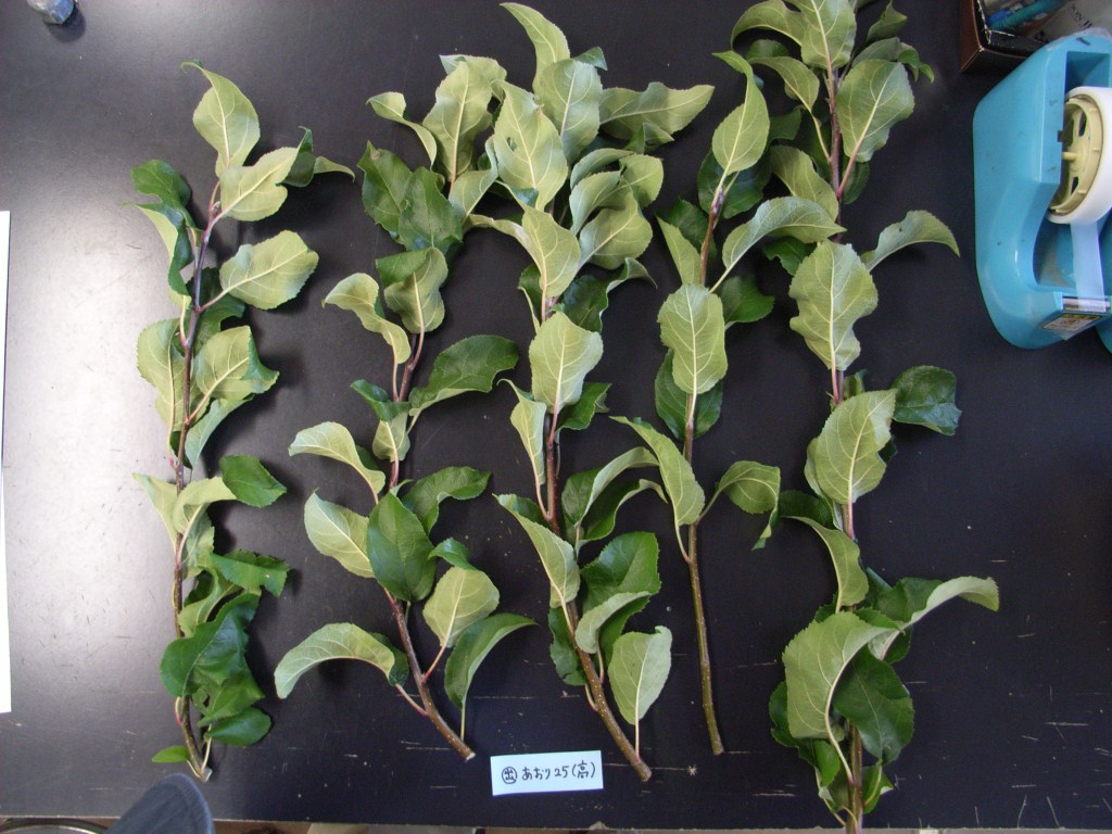 品種登録迅速化総合電子化システム