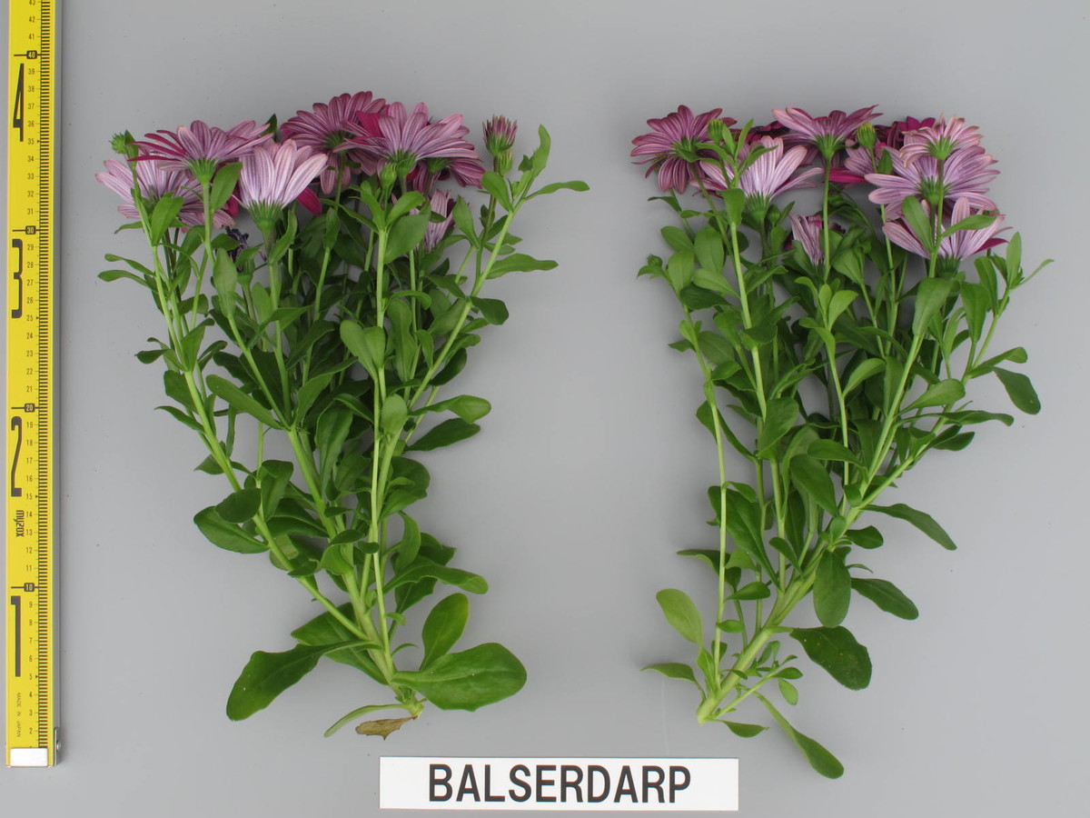 品種登録迅速化総合電子化システム