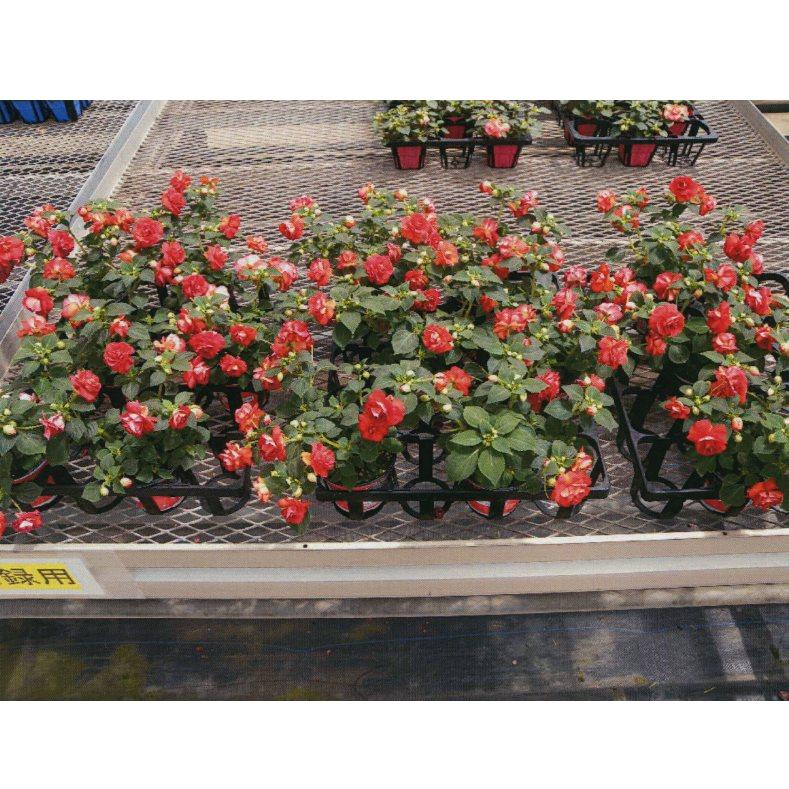 品種登録迅速化総合電子化システム