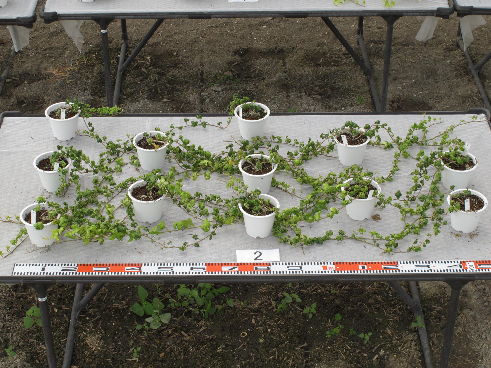 品種登録迅速化総合電子化システム