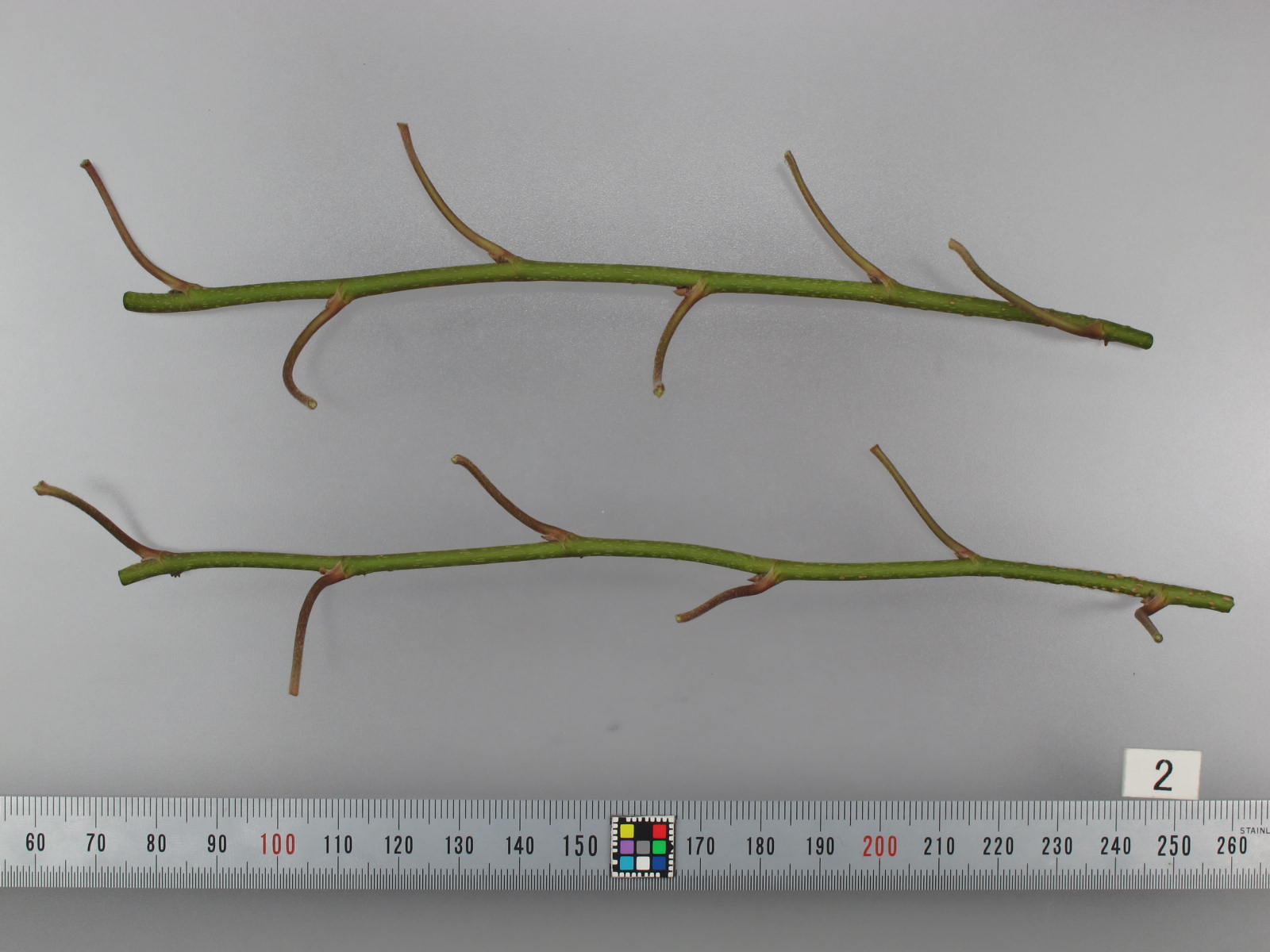 品種登録迅速化総合電子化システム