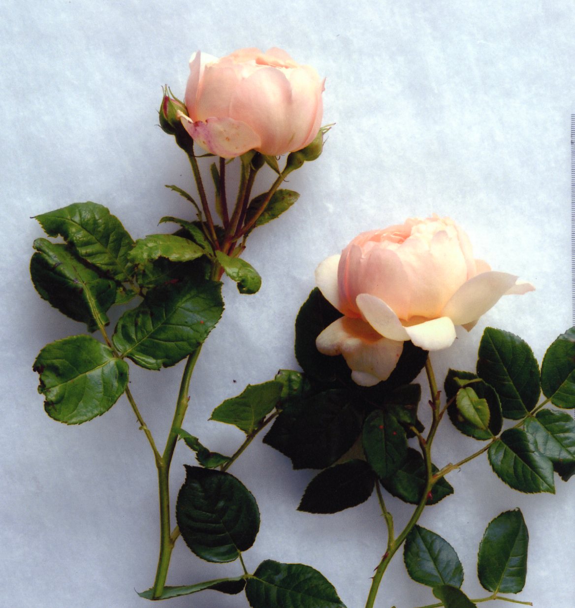 品種登録迅速化総合電子化システム