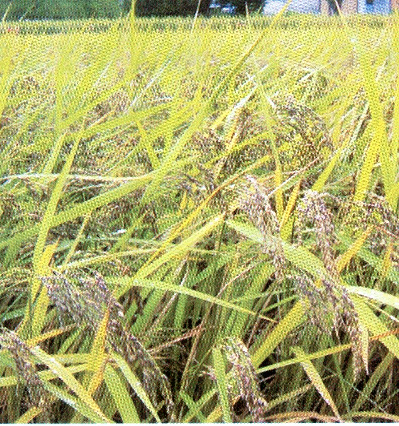 品種登録迅速化総合電子化システム