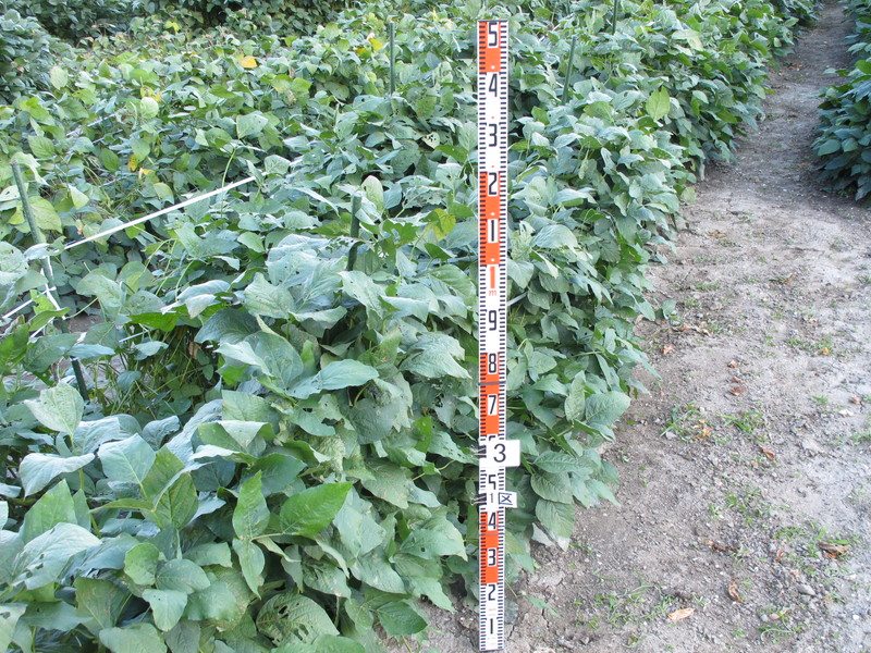 品種登録迅速化総合電子化システム