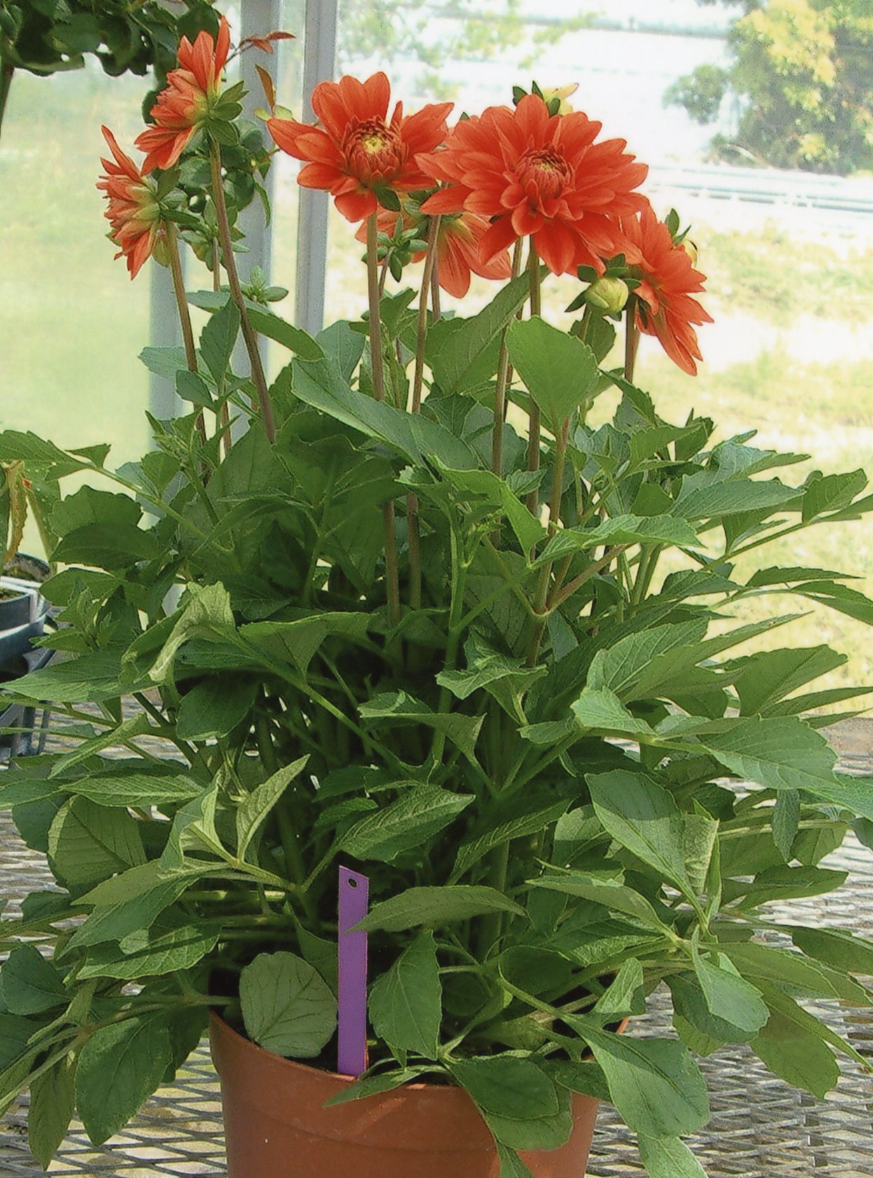 品種登録迅速化総合電子化システム