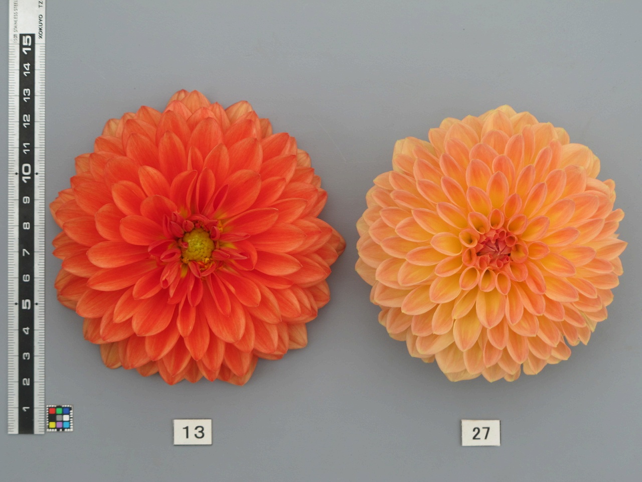 品種登録迅速化総合電子化システム