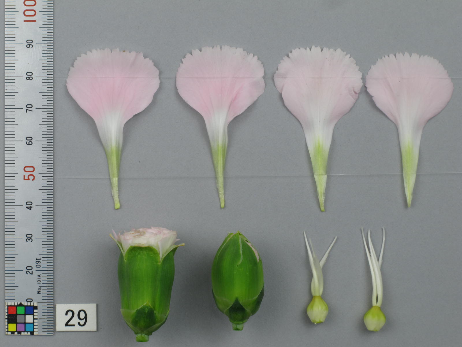 品種登録迅速化総合電子化システム