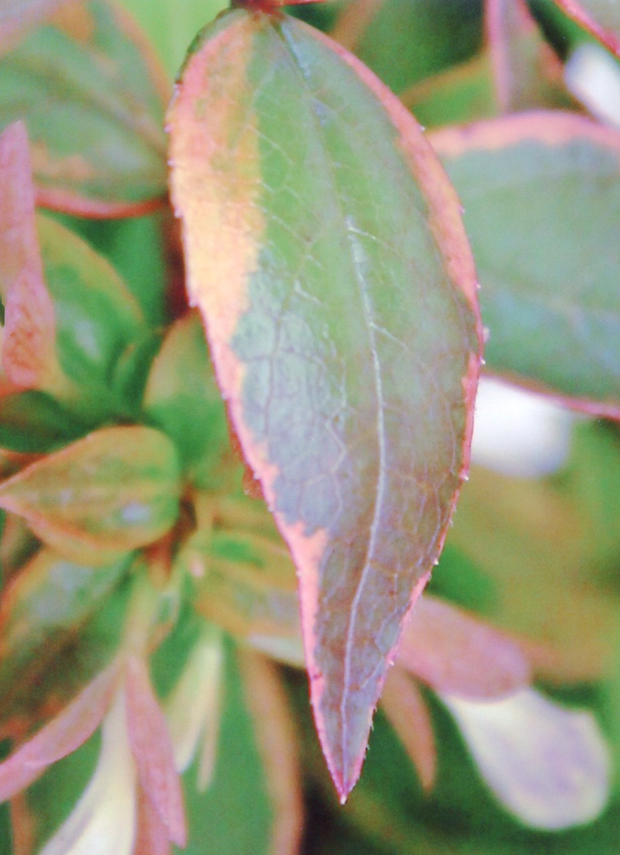 品種登録迅速化総合電子化システム