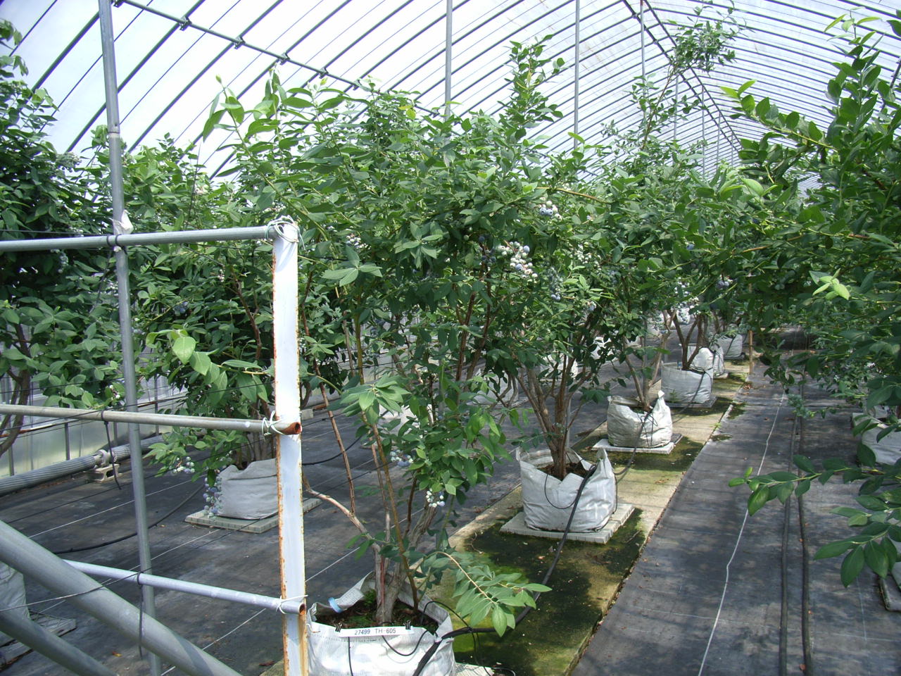 品種登録迅速化総合電子化システム