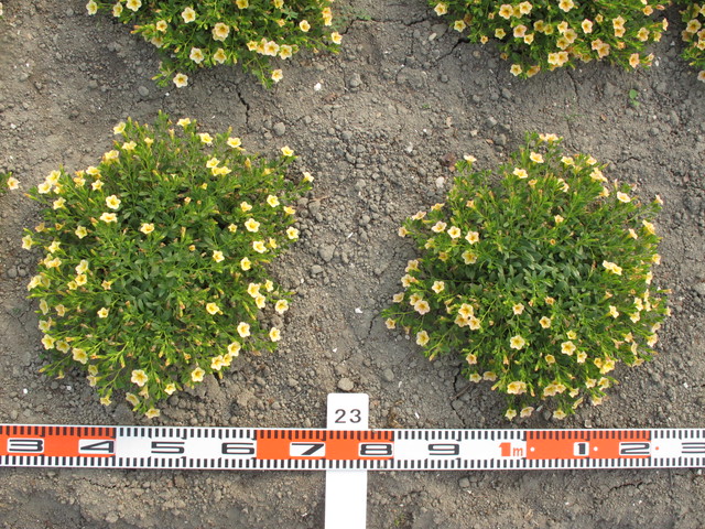 品種登録迅速化総合電子化システム