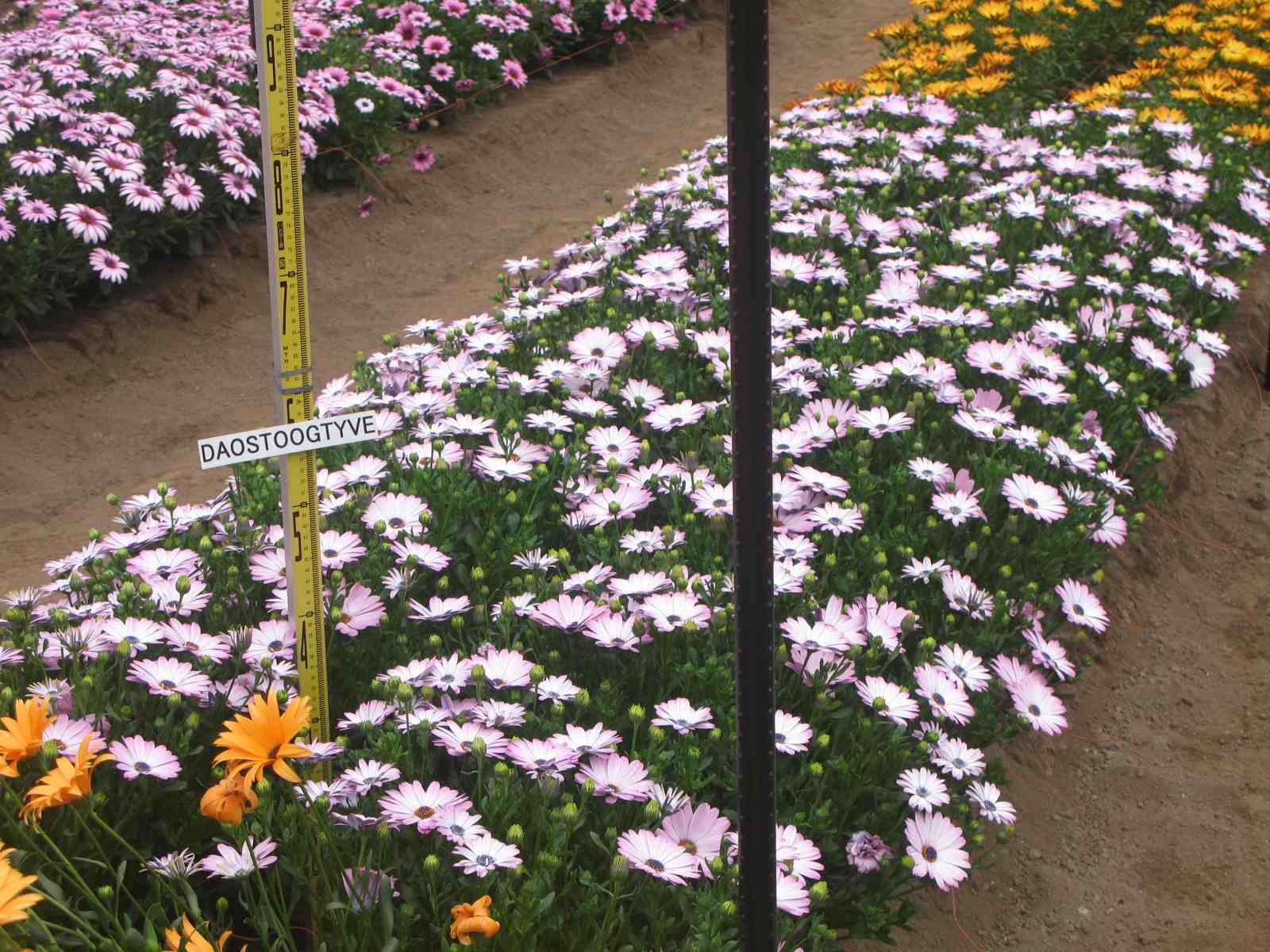 品種登録迅速化総合電子化システム