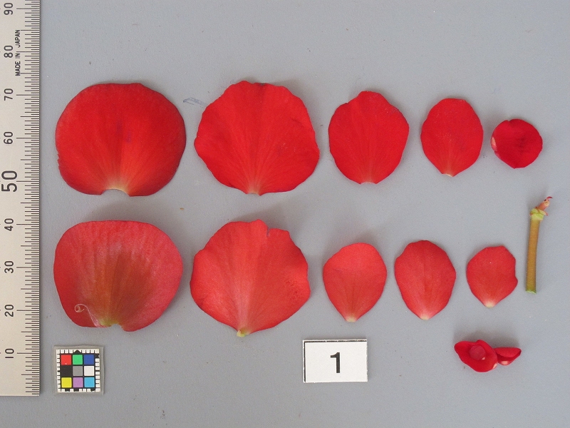 品種登録迅速化総合電子化システム