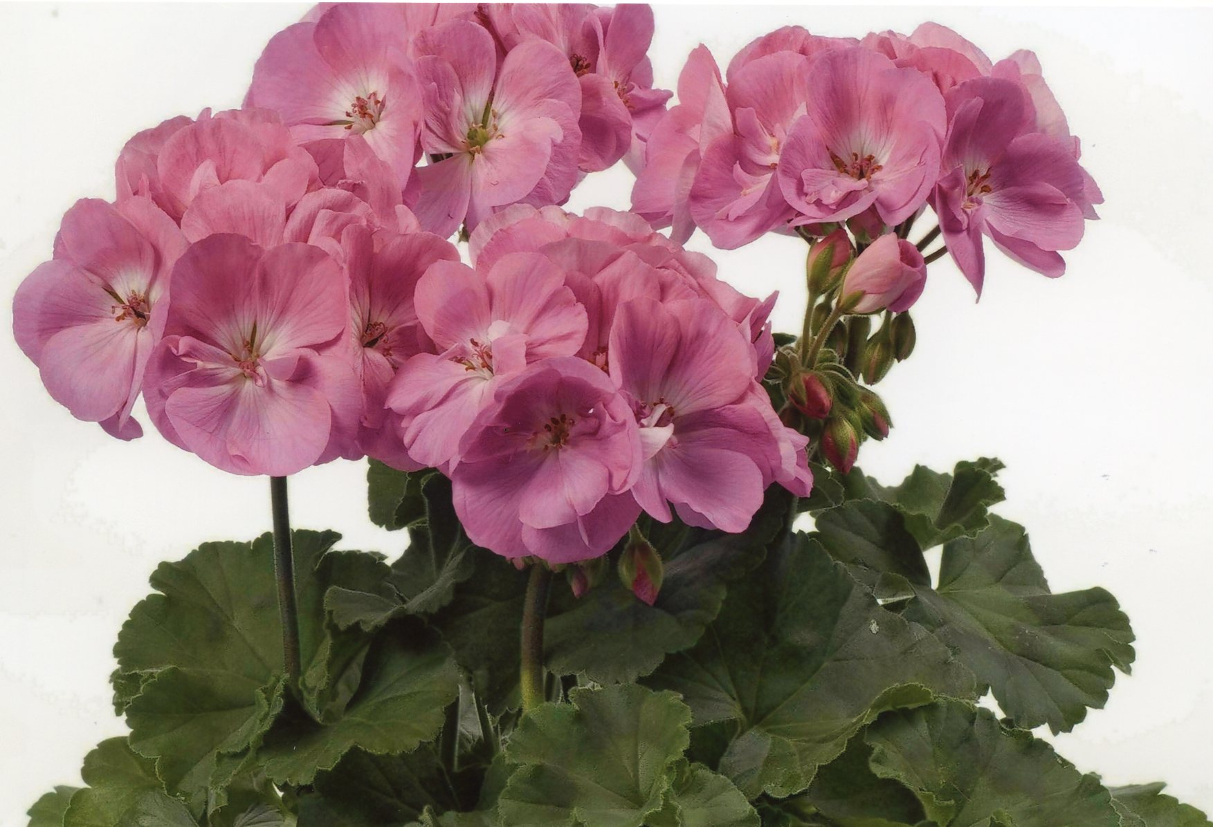 品種登録迅速化総合電子化システム