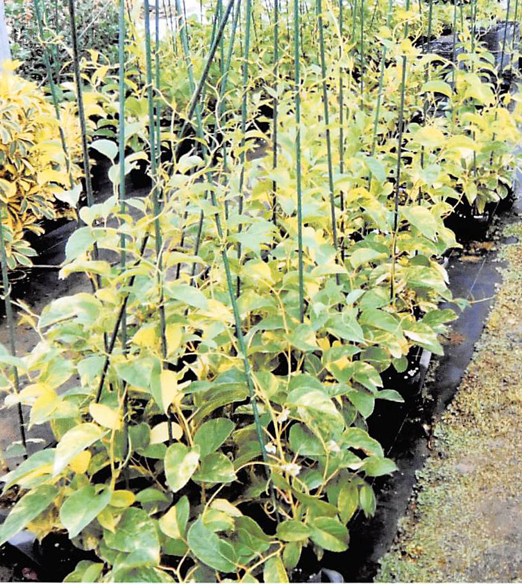 品種登録迅速化総合電子化システム