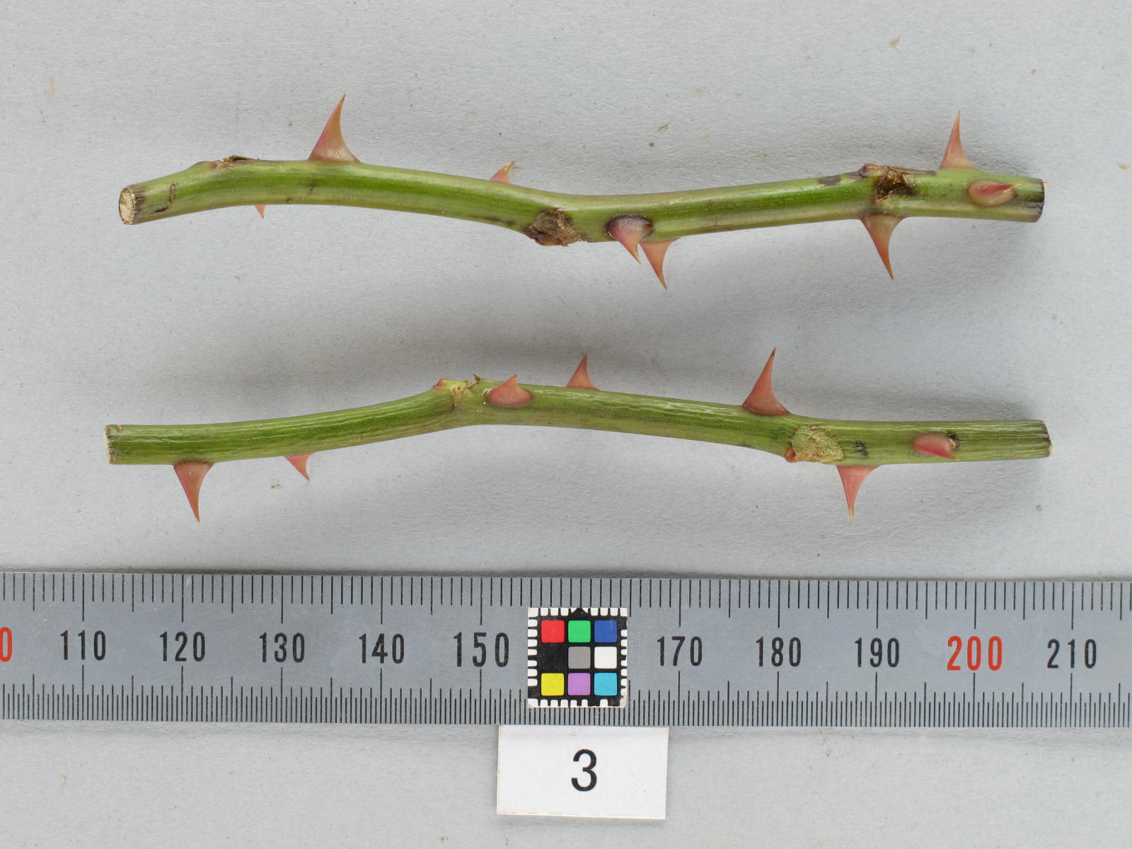 品種登録迅速化総合電子化システム