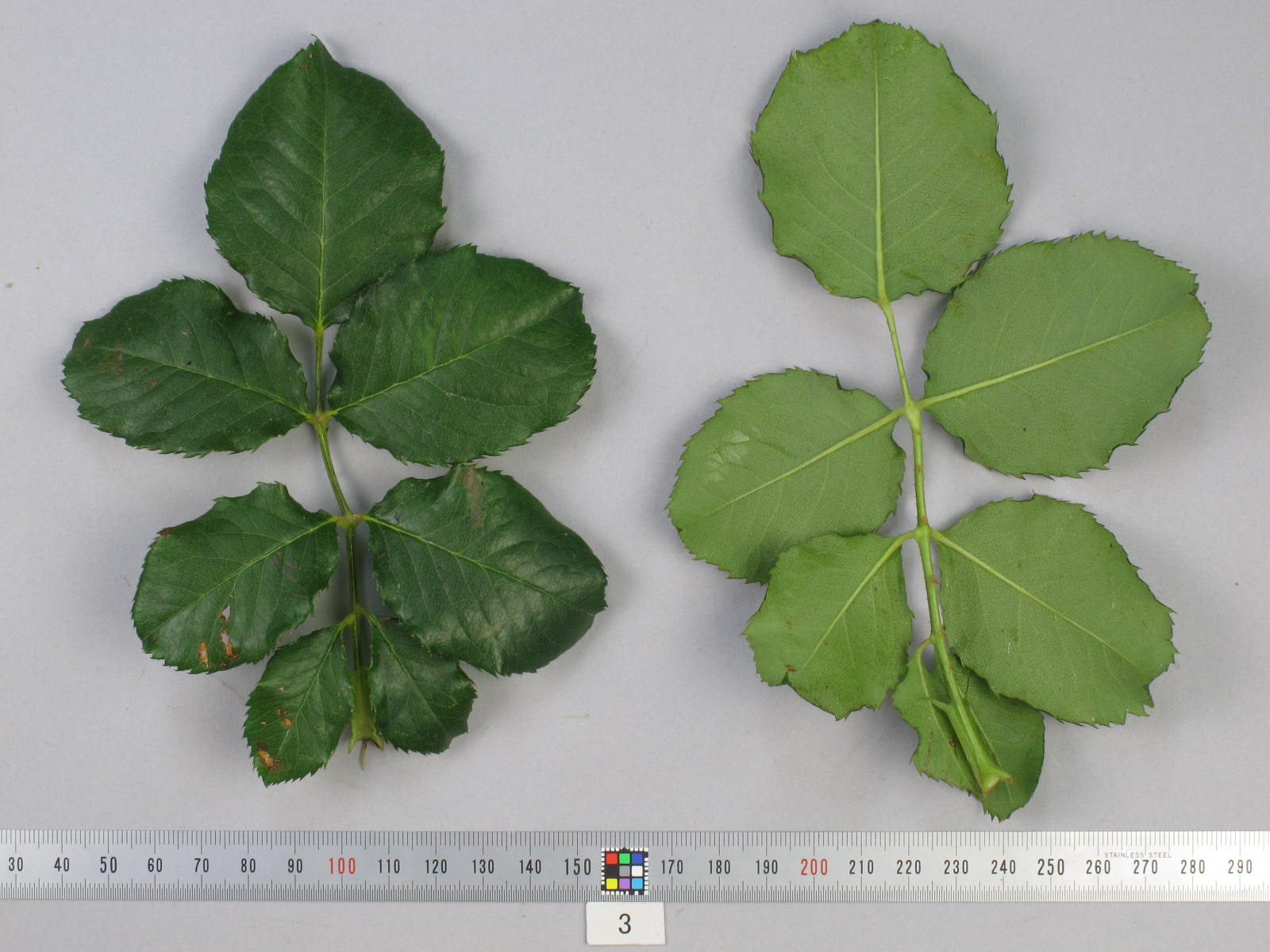 品種登録迅速化総合電子化システム