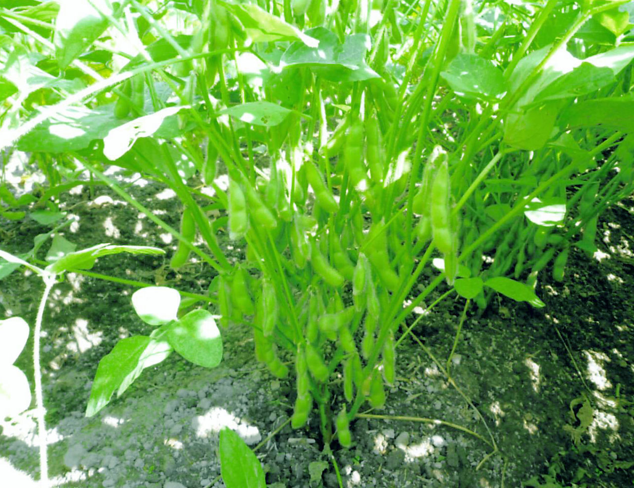 品種登録迅速化総合電子化システム